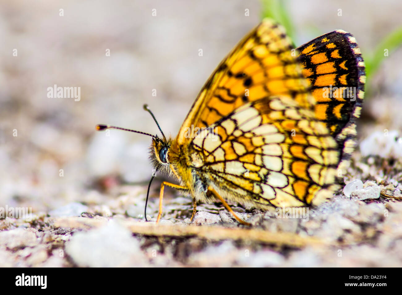 Petite butterfly hi-res stock photography and images - Alamy