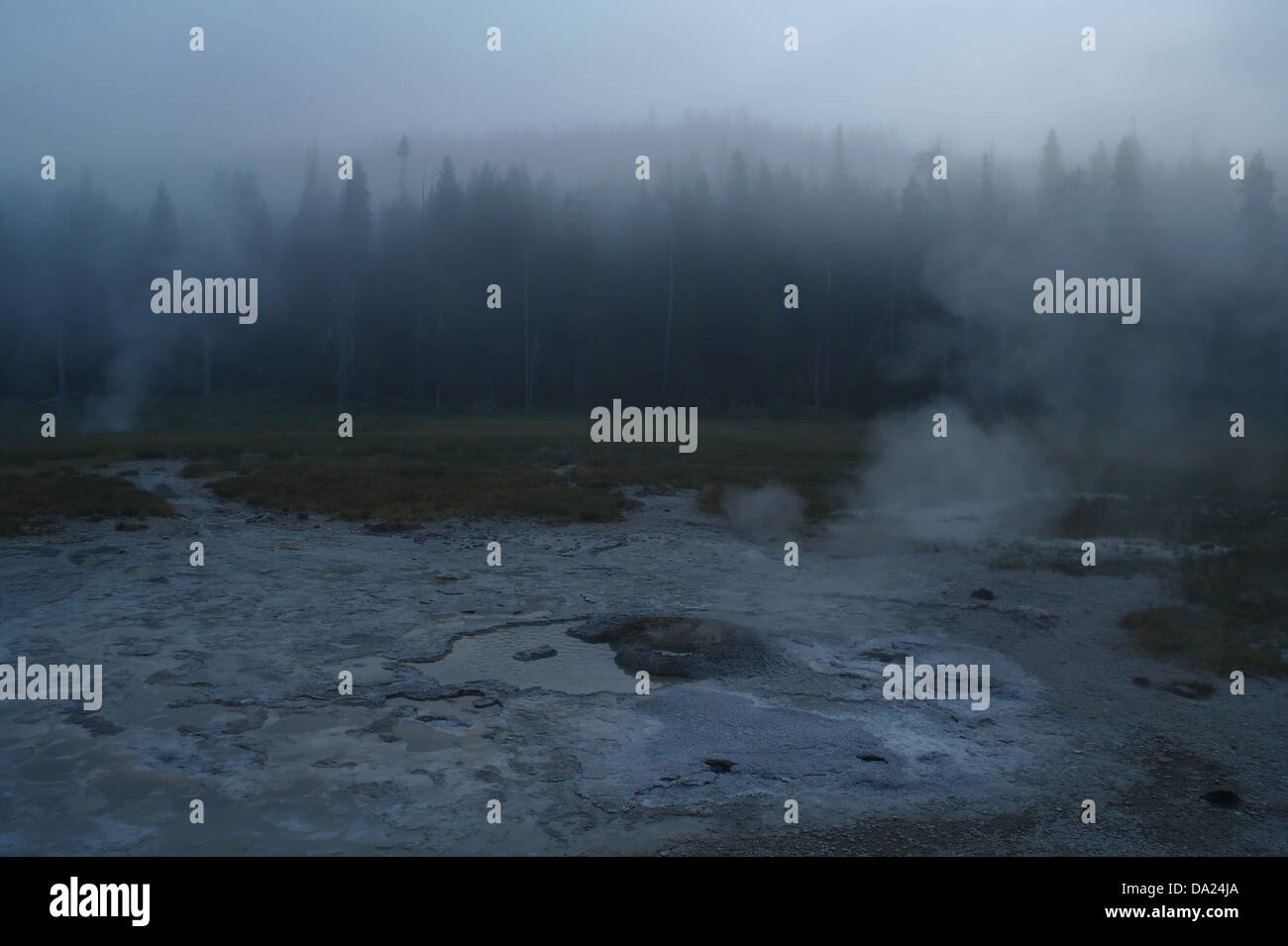 Trees many lodgepole pines rising steam fog background view hi-res ...