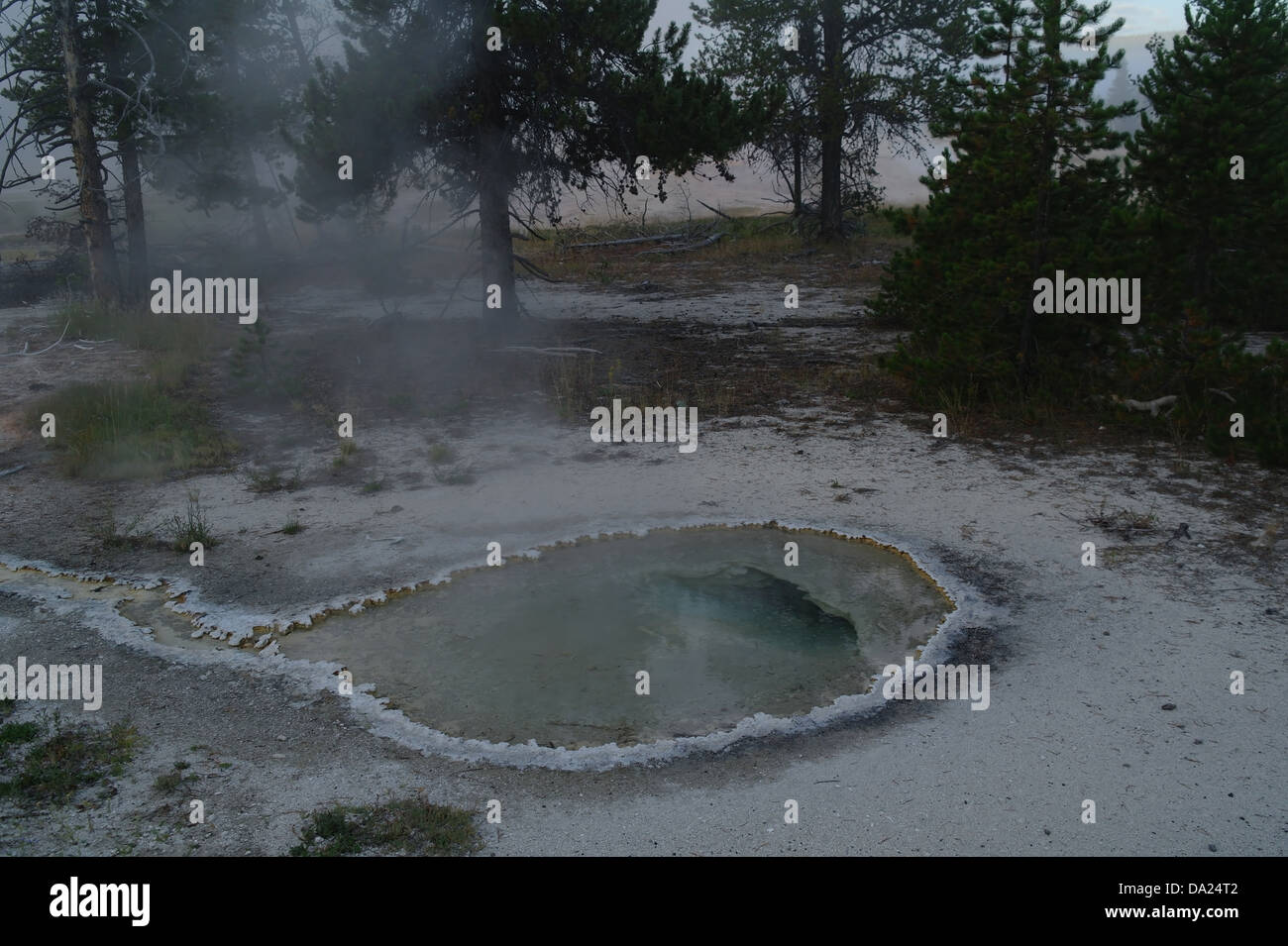 Morning view, towards steam mist pine trees, hot water Pendant Spring ...