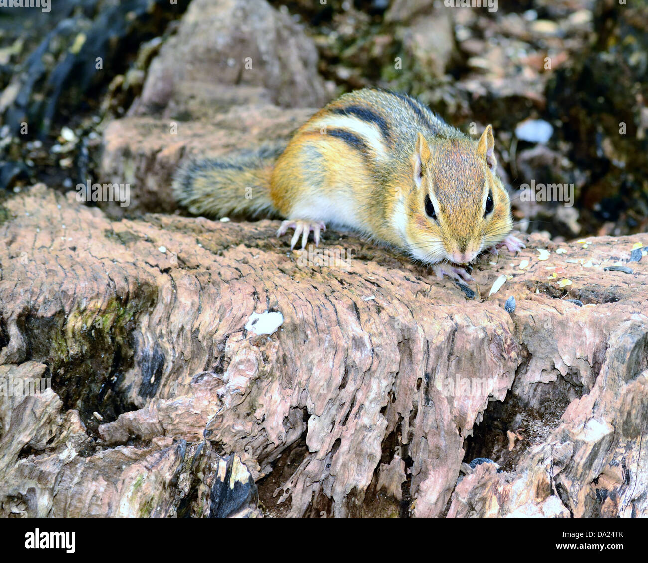 Decaying animal hi-res stock photography and images - Alamy