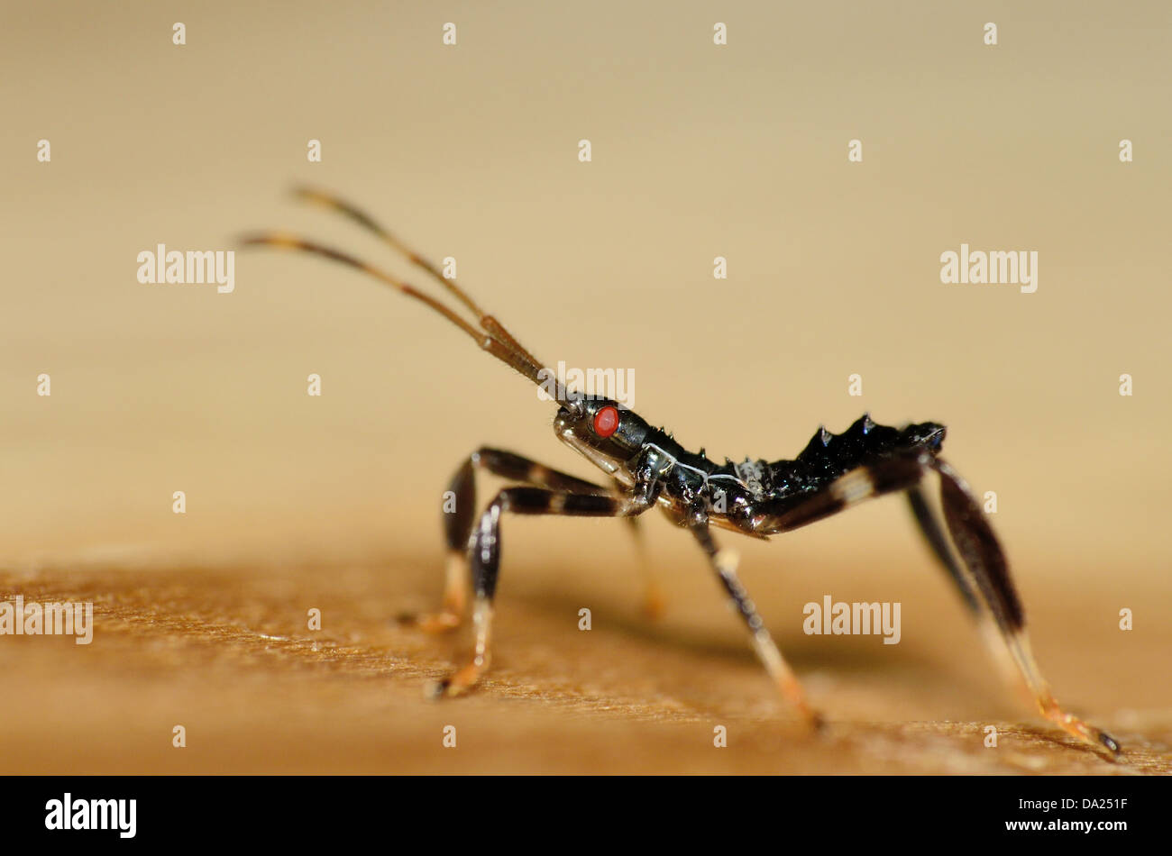Assassin bug nymph hi-res stock photography and images - Alamy
