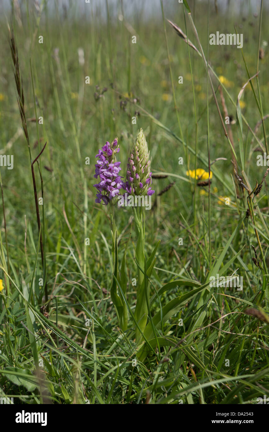 Orchids natural habitat hi-res stock photography and images - Alamy