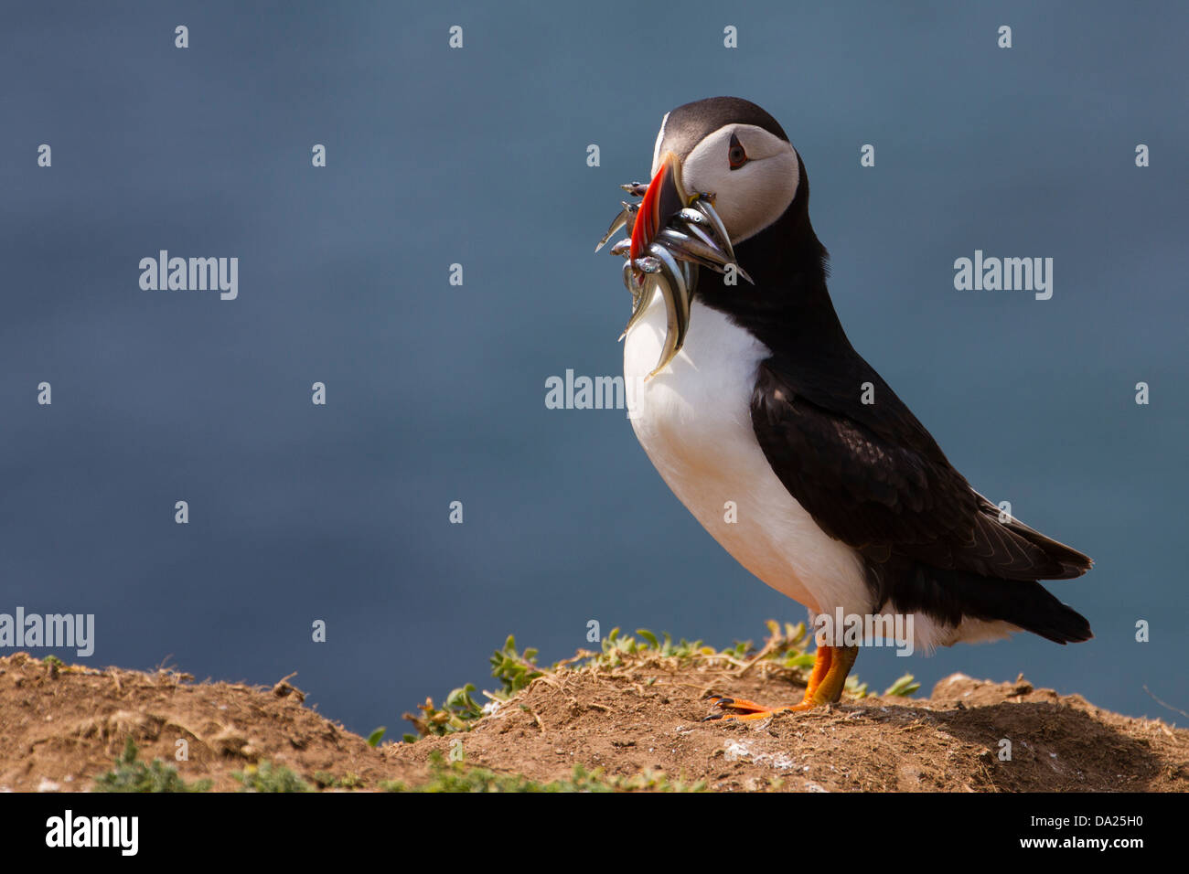 Atlantic Puffin (Fratercula arctica) aka Common Puffin with Sand-eels ...