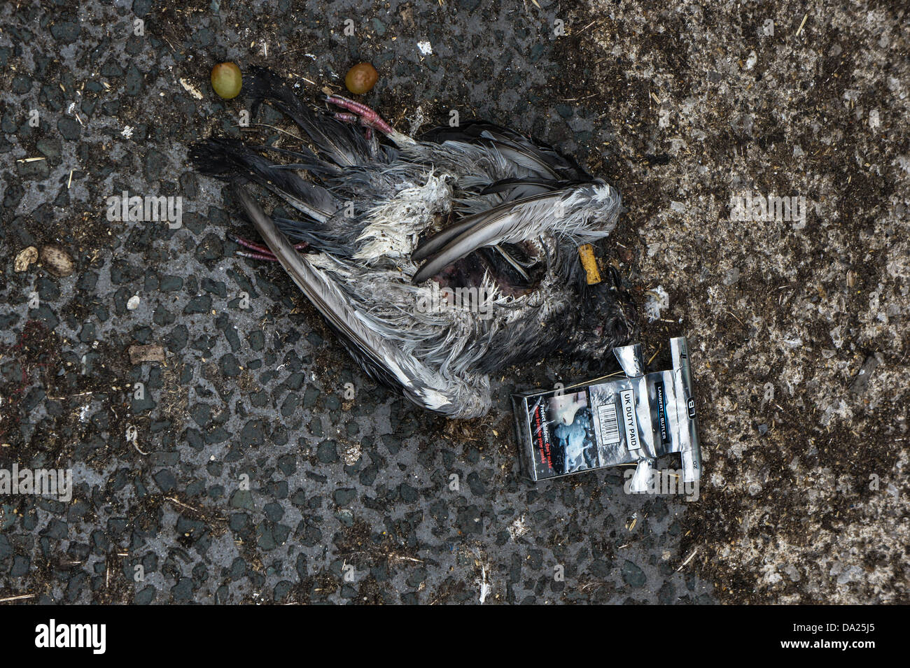 Wet cigarettes hi-res stock photography and images - Alamy