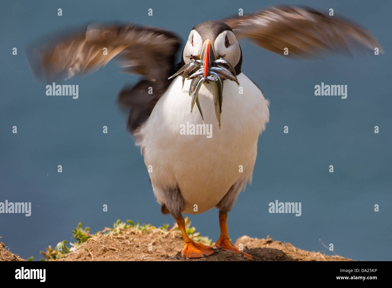 Atlantic puffin wings spread hi-res stock photography and images - Alamy