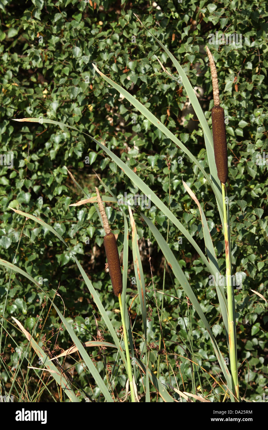 Rushes hi-res stock photography and images - Alamy