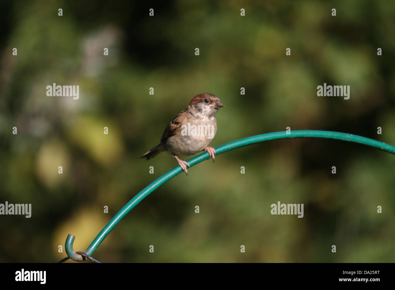 Perched on arch hi-res stock photography and images - Alamy