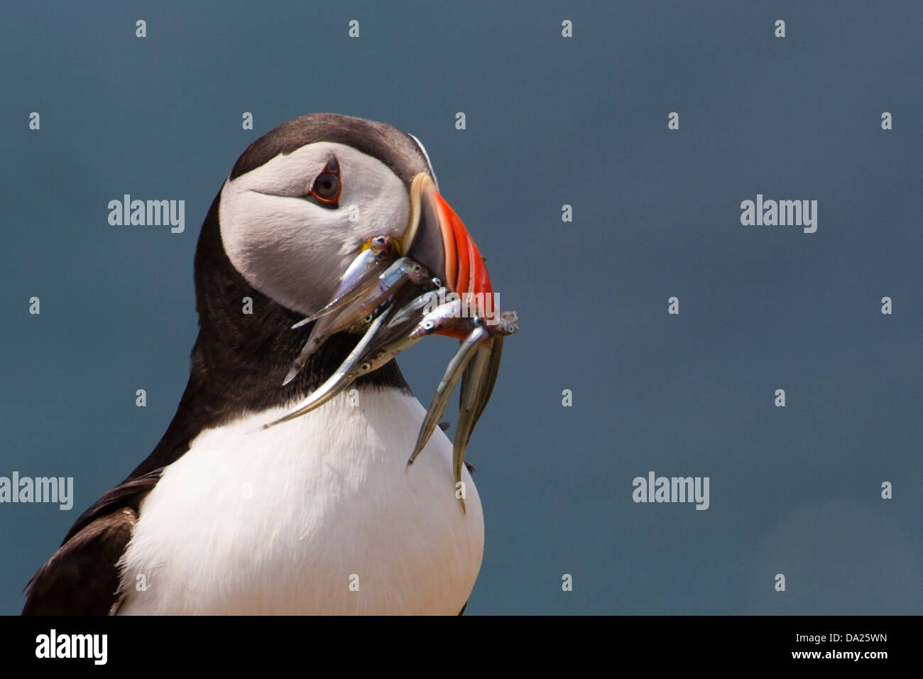 Atlantic Puffin (Fratercula arctica) aka Common Puffin with Sand-eels ...