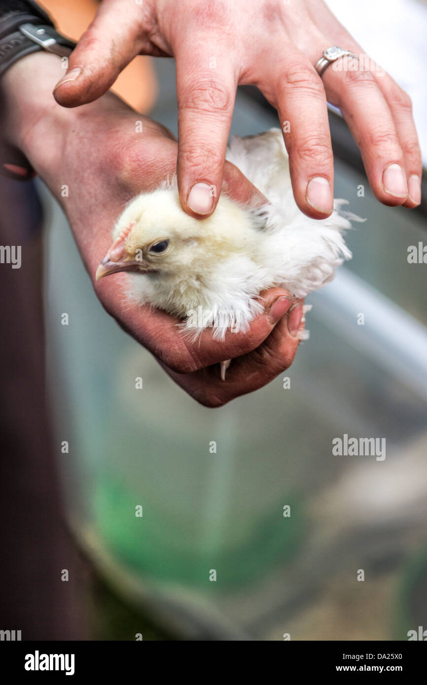 A chick being stroked at the market by a woman with grubby hands ...