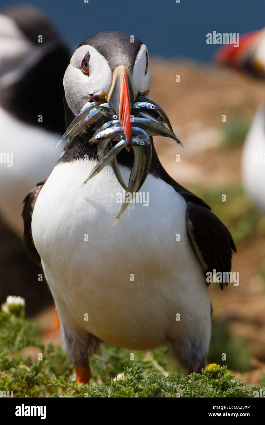 Atlantic Puffin (Fratercula arctica) aka Common Puffin with Sand-eels ...