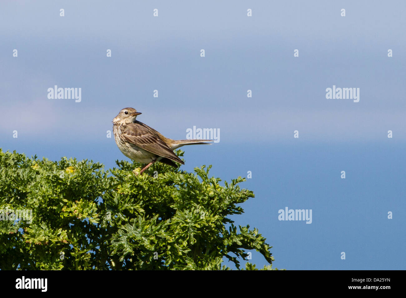 Rock Pippit (Anthus petrosus Stock Photo - Alamy