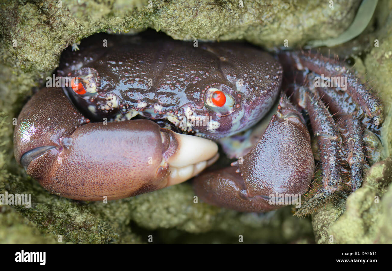 Red Reef Crab High Resolution Stock Photography and Images - Alamy
