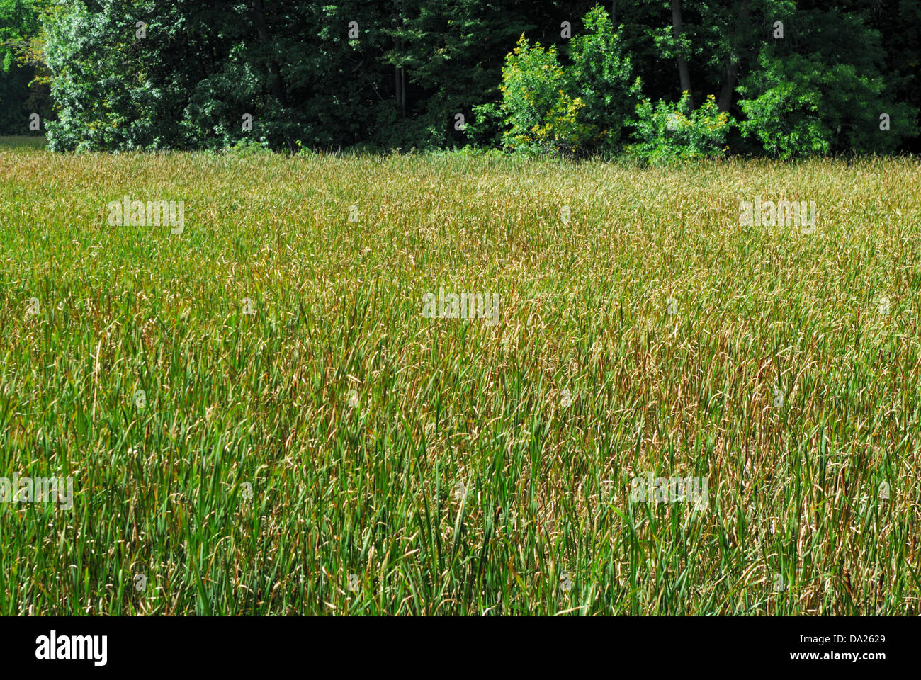 Field of cattails hi-res stock photography and images - Alamy