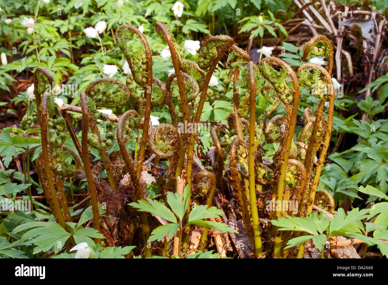Narrow buckler-fern (Dryopteris carthusiana) young sprouts Stock Photo ...