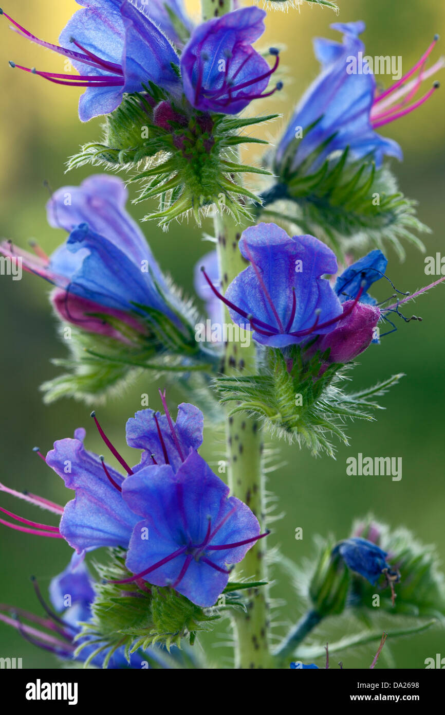 Invasive Blue Flowers 14 Invasive Flowers That Will Take Over Your