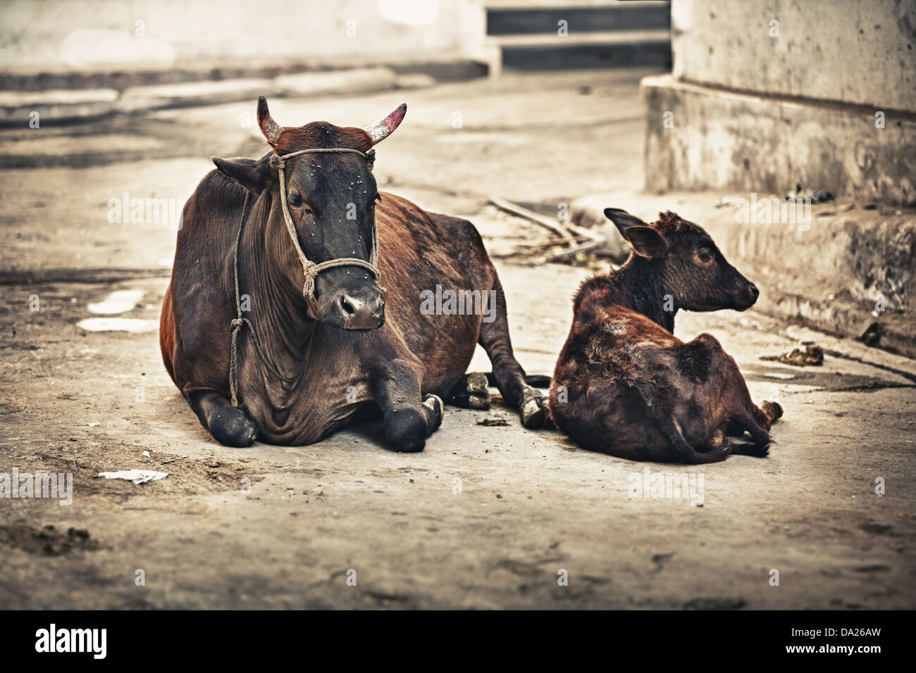 Indian cow and calf hi-res stock photography and images - Alamy