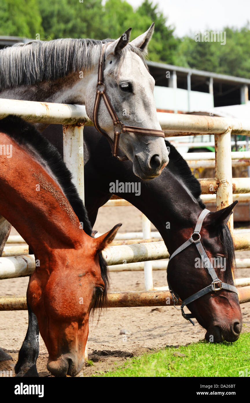 Horses in the stud Stock Photo - Alamy