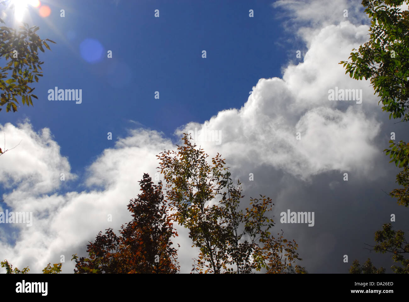 Looking up to sun, sky, and clouds through surrounding trees Stock ...