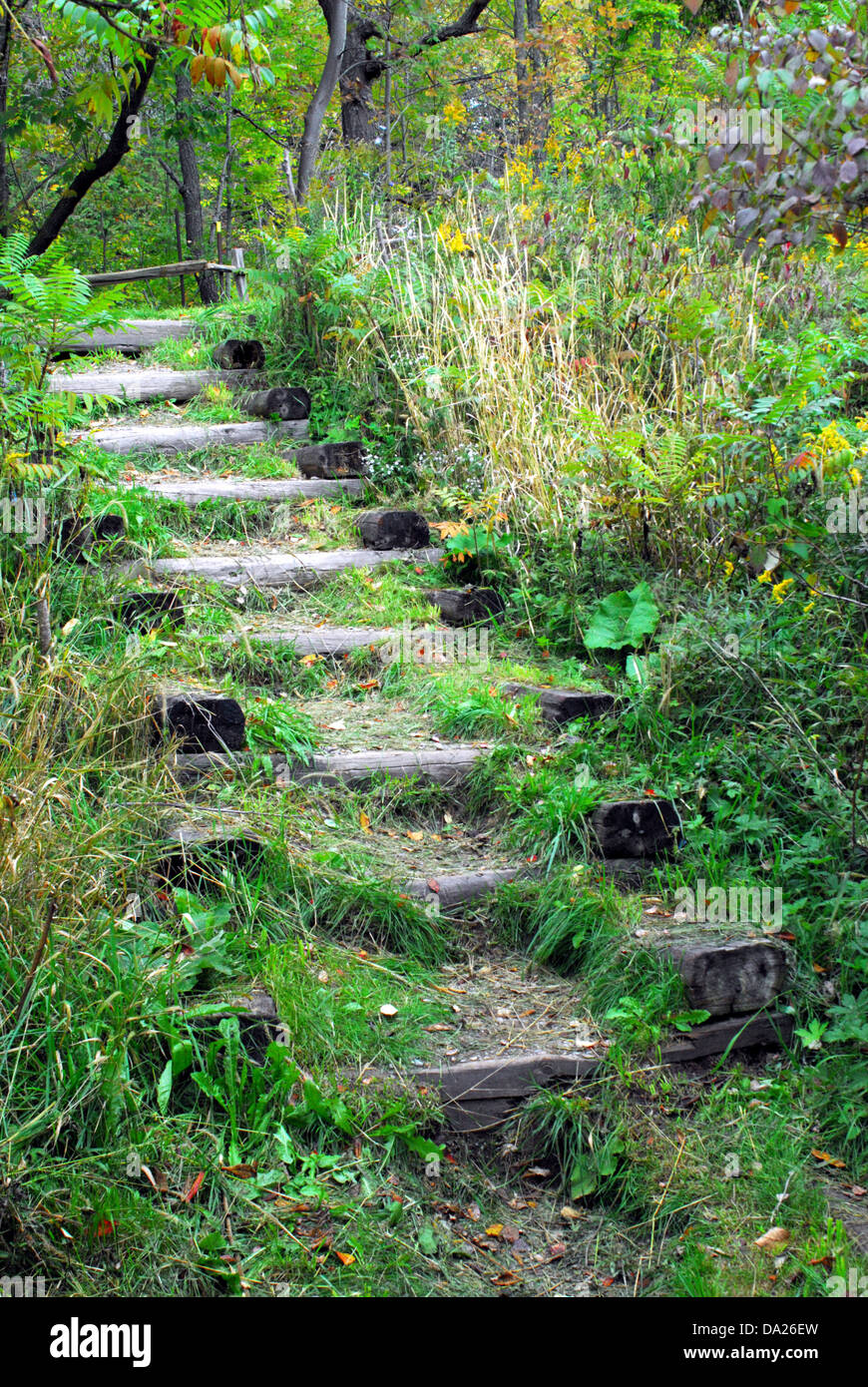 Wooden stairs in forest overgrown with plants Stock Photo - Alamy