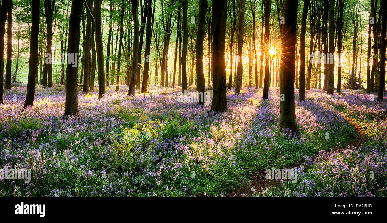 Path through bluebell woods in early morning sunrise Stock Photo - Alamy