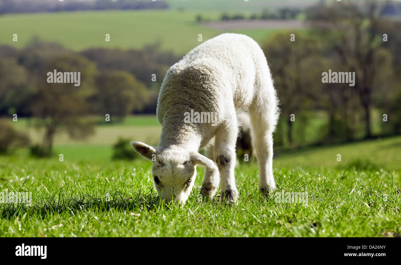 Lamb in field eating grass in spring time with a county side view Stock ...