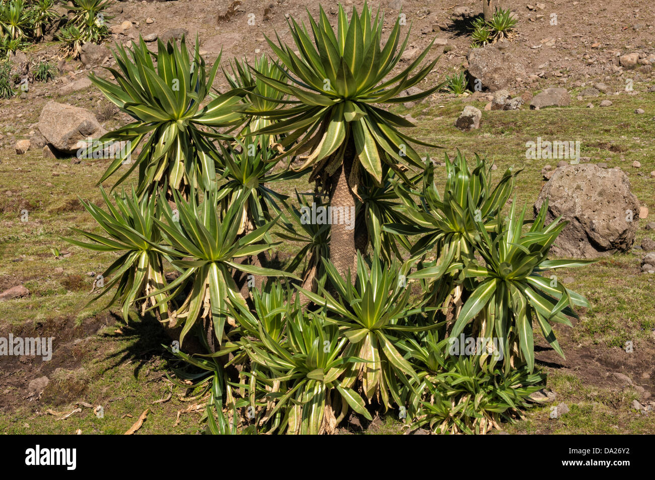 Giant lobelia (Lobelia rhynchopetalum), Ethiopia Stock Photo - Alamy