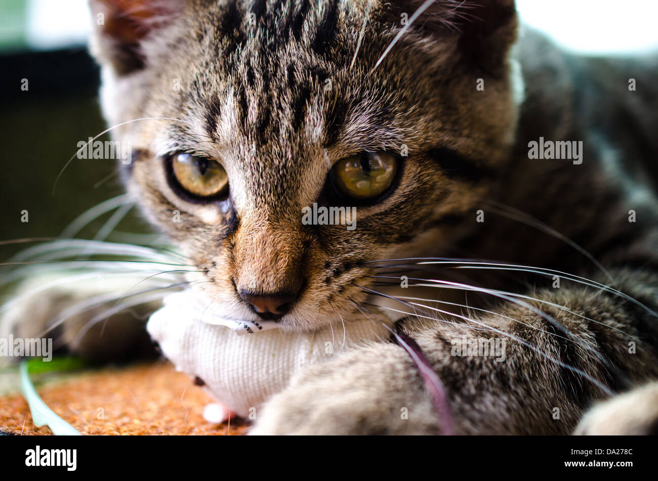 Mouse bite hi-res stock photography and images - Alamy