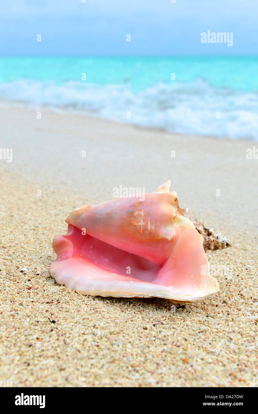 Conch shell on tropical sandy beach Stock Photo - Alamy