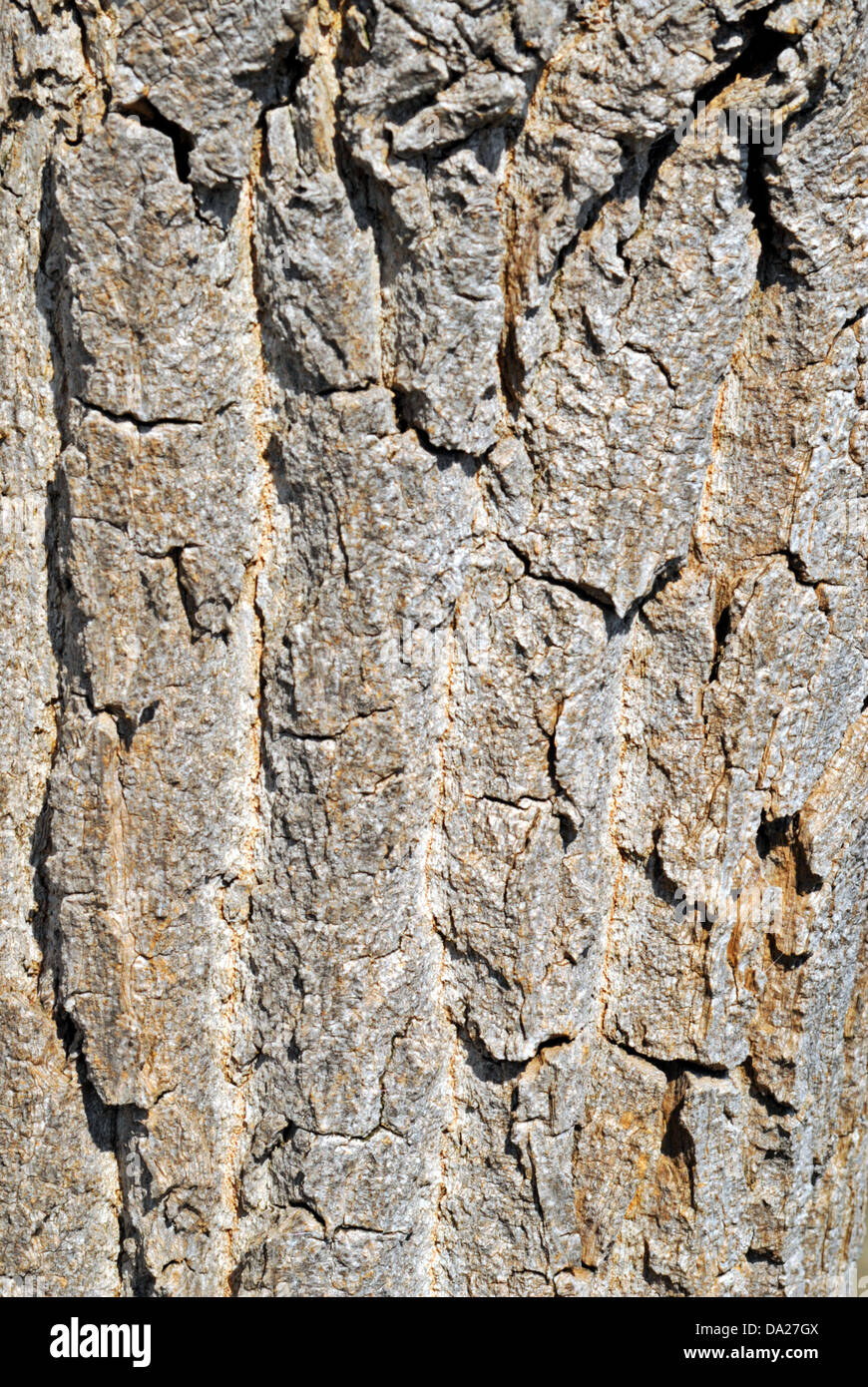 Large brown rough tree bark texture Stock Photo - Alamy