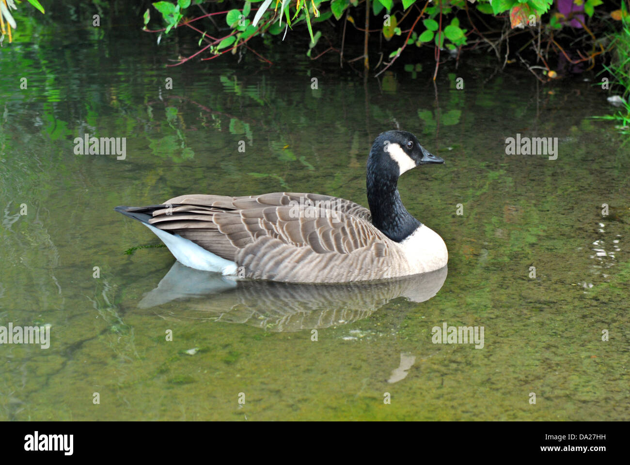 Single Canada Goose and reflection in shallow pond Stock Photo - Alamy
