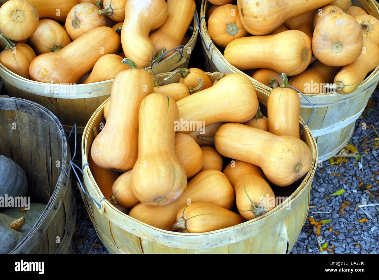 Baskets with pile of orange squash vegetables Stock Photo - Alamy