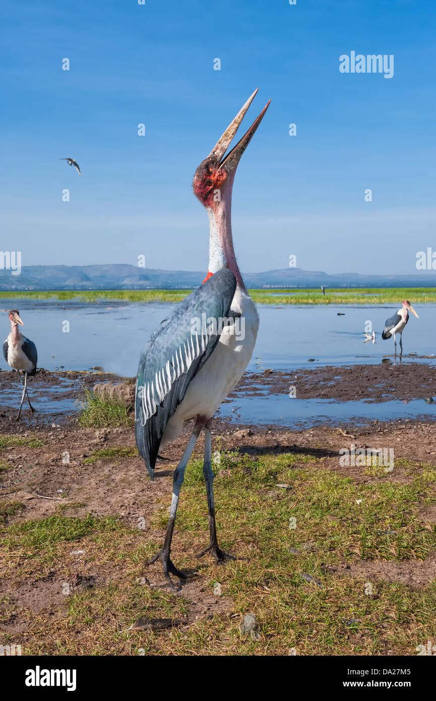 Marabou Stork (Leptoptilos crumeniferus), Awasa harbor, Ethiopia Stock ...
