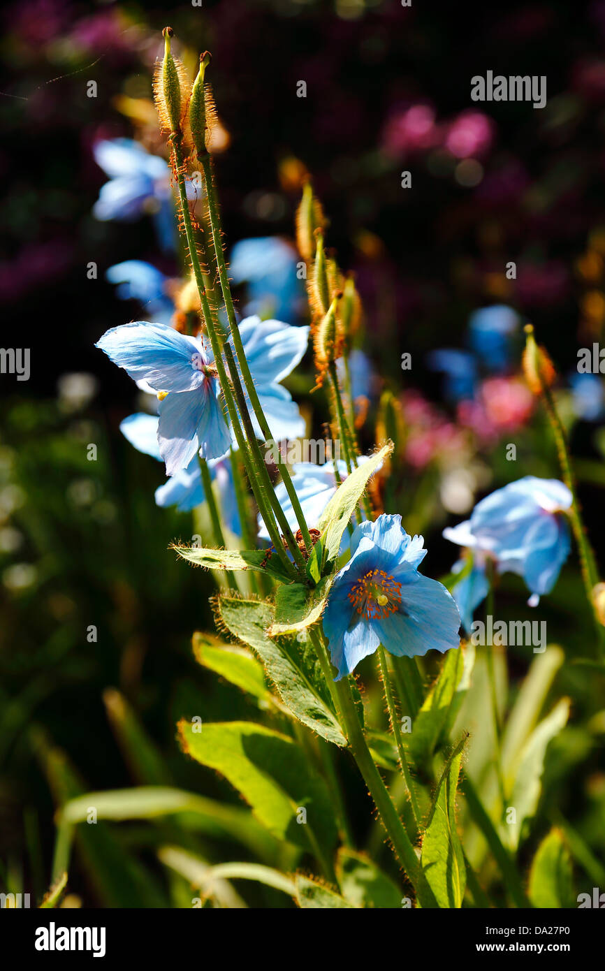 Blue poppy rare himalayan flower hi-res stock photography and images ...