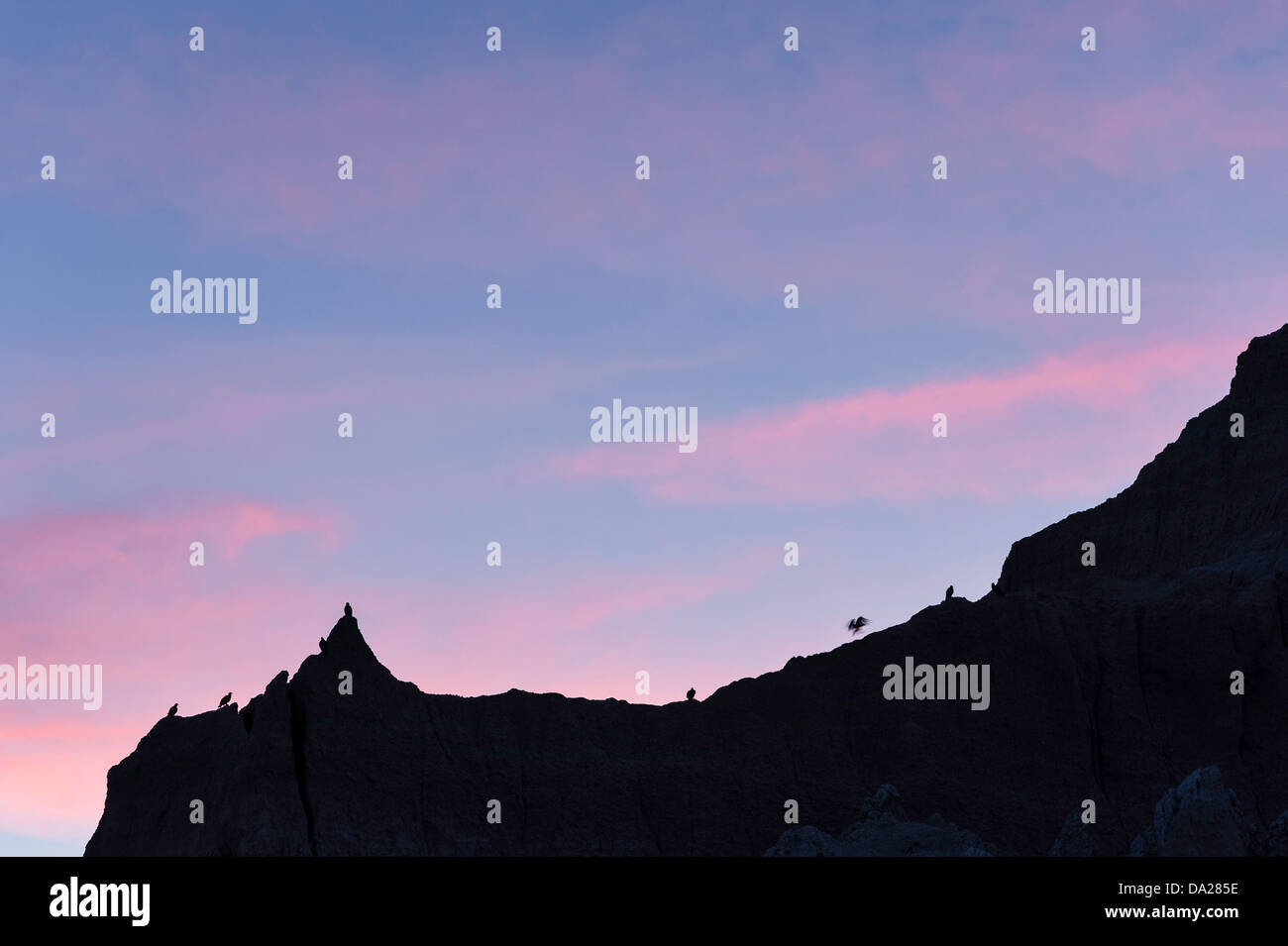 Turkey vultures roost on a ridge top in Badlands National Park, South ...