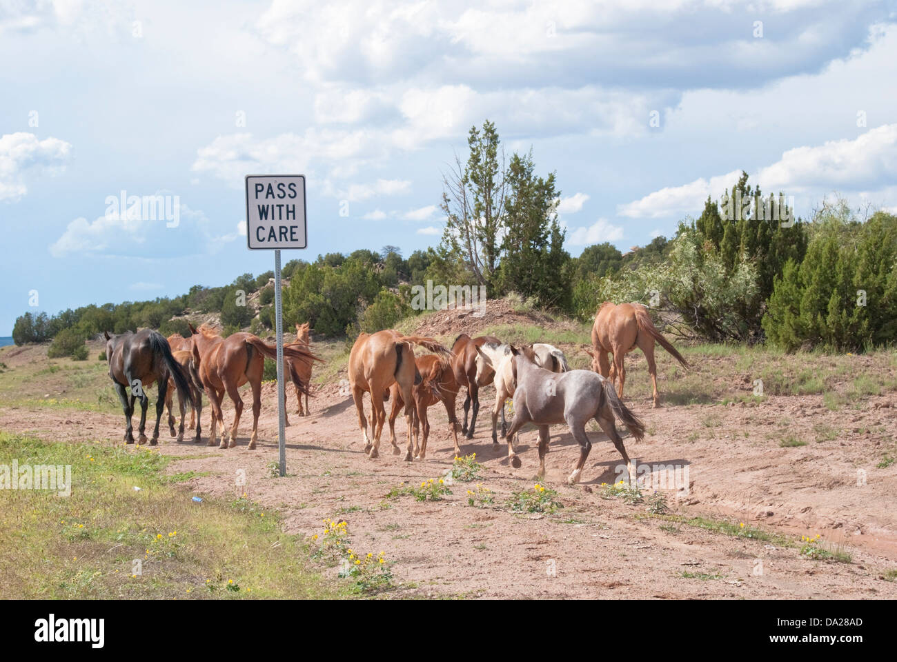 Free-roaming horses in Anton Chico make drivers pay particular ...