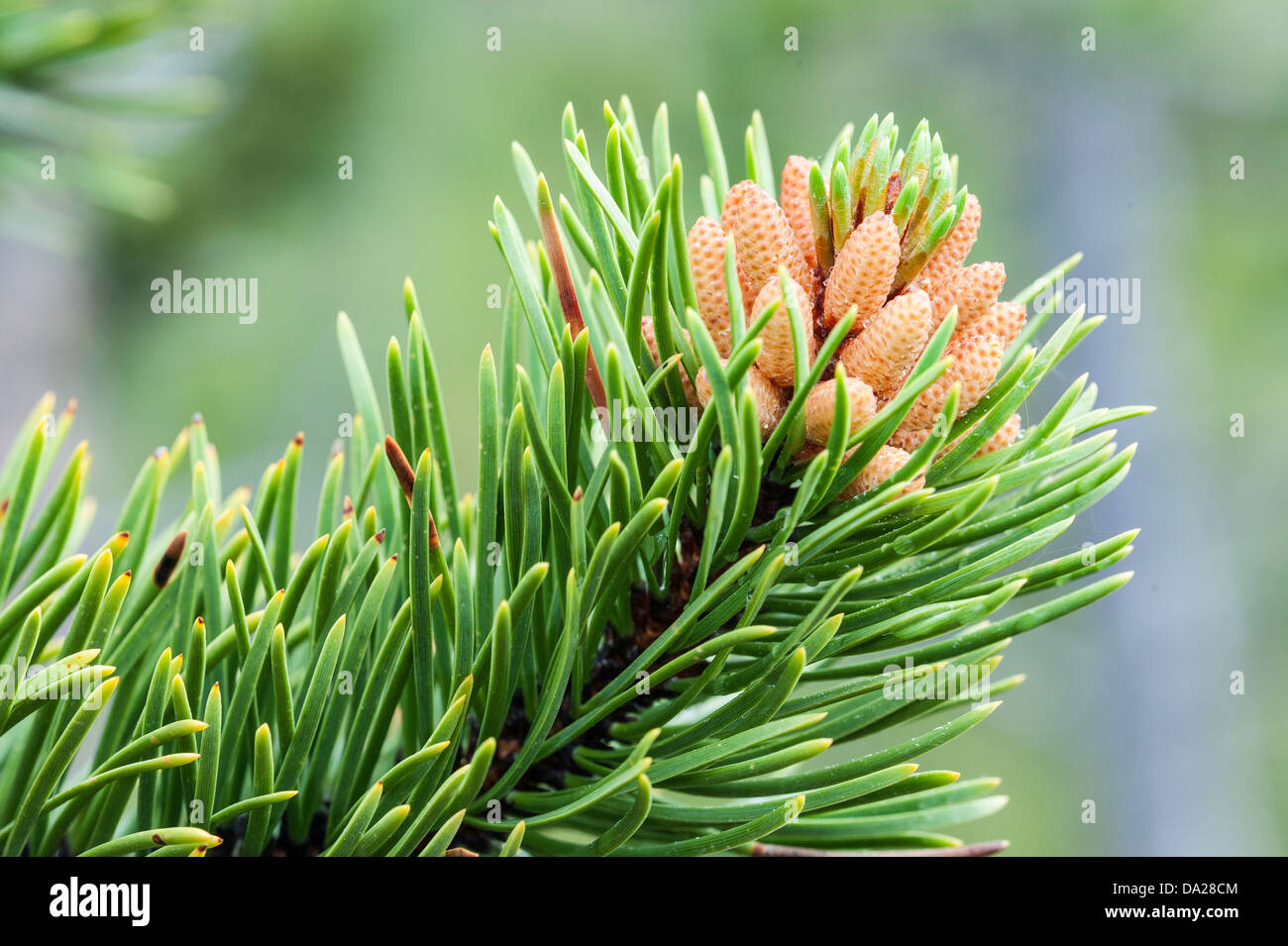 Male pine cone hi-res stock photography and images - Alamy