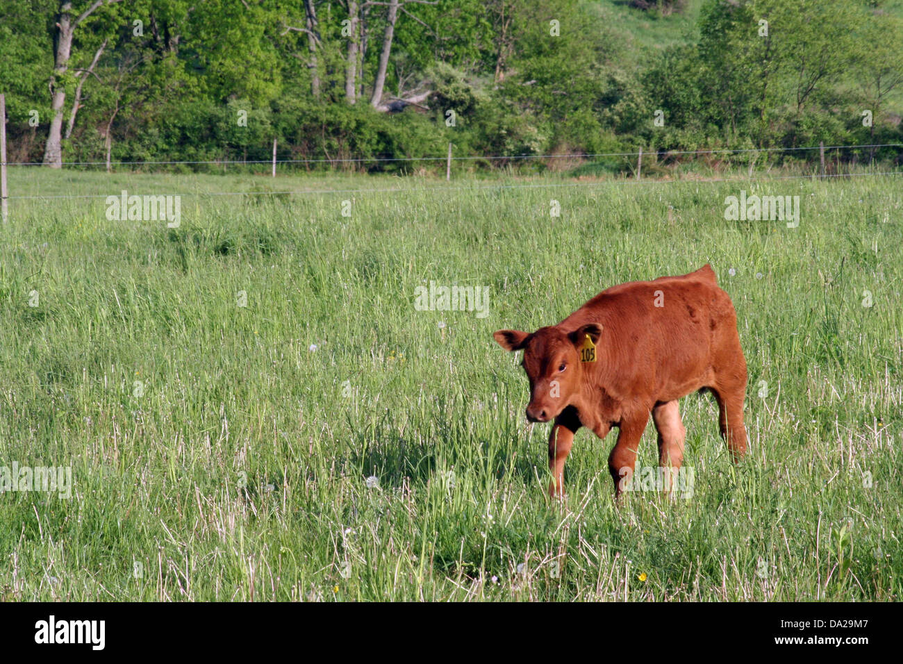 Bull and cow farm animals hi-res stock photography and images - Alamy