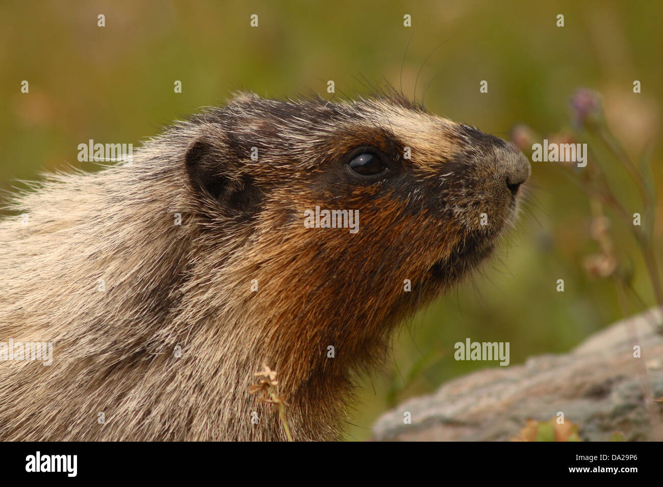 Portrait of a Hoary Marmot in northern Montana Stock Photo - Alamy