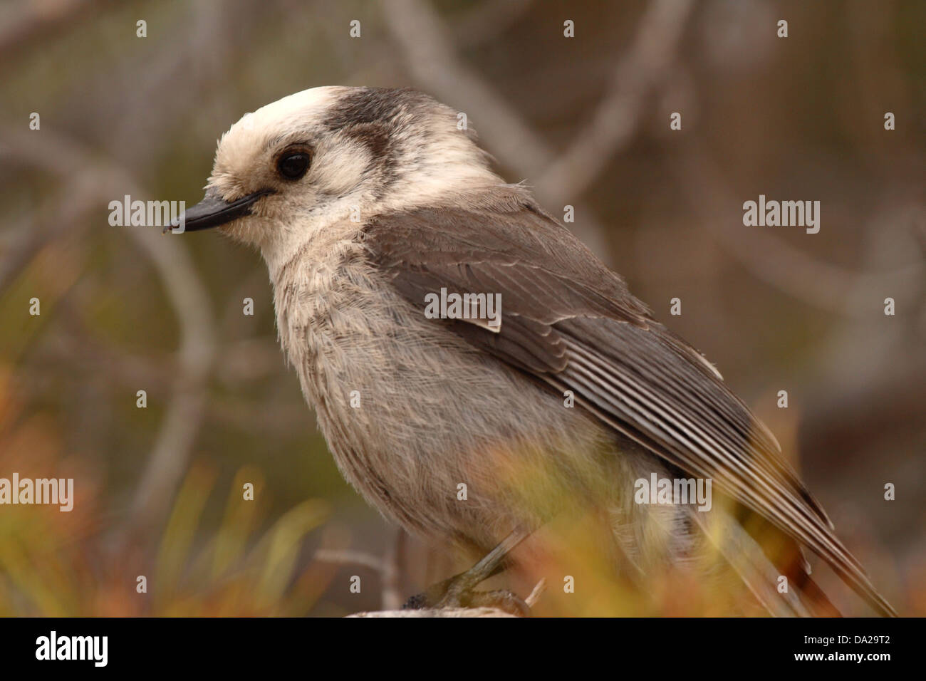 A portrait of a Gray Jay in Colorado Stock Photo - Alamy