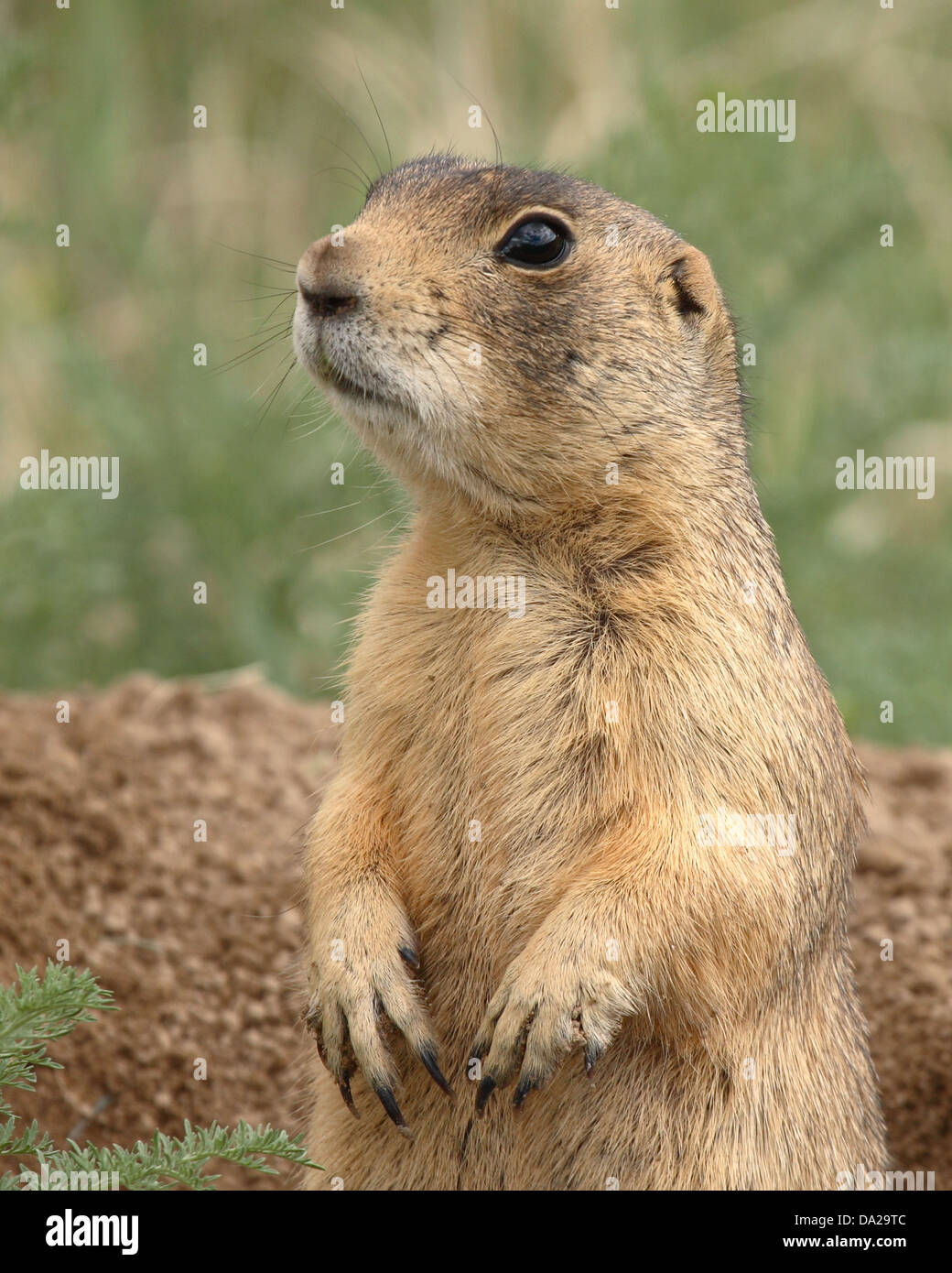 Dog standing up hi-res stock photography and images - Alamy