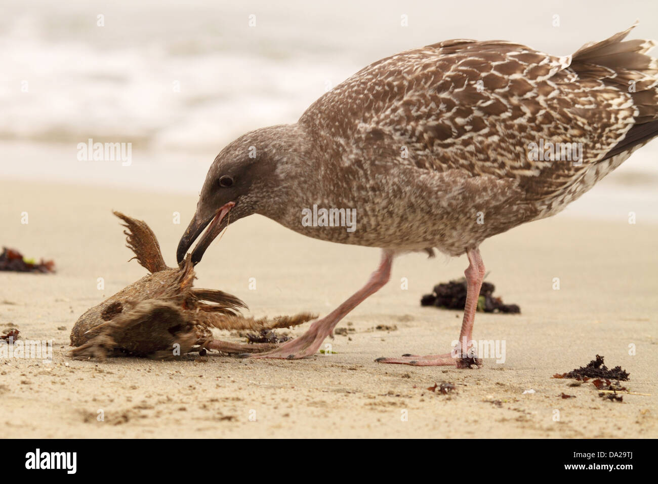 Scavenging fish hi-res stock photography and images - Alamy