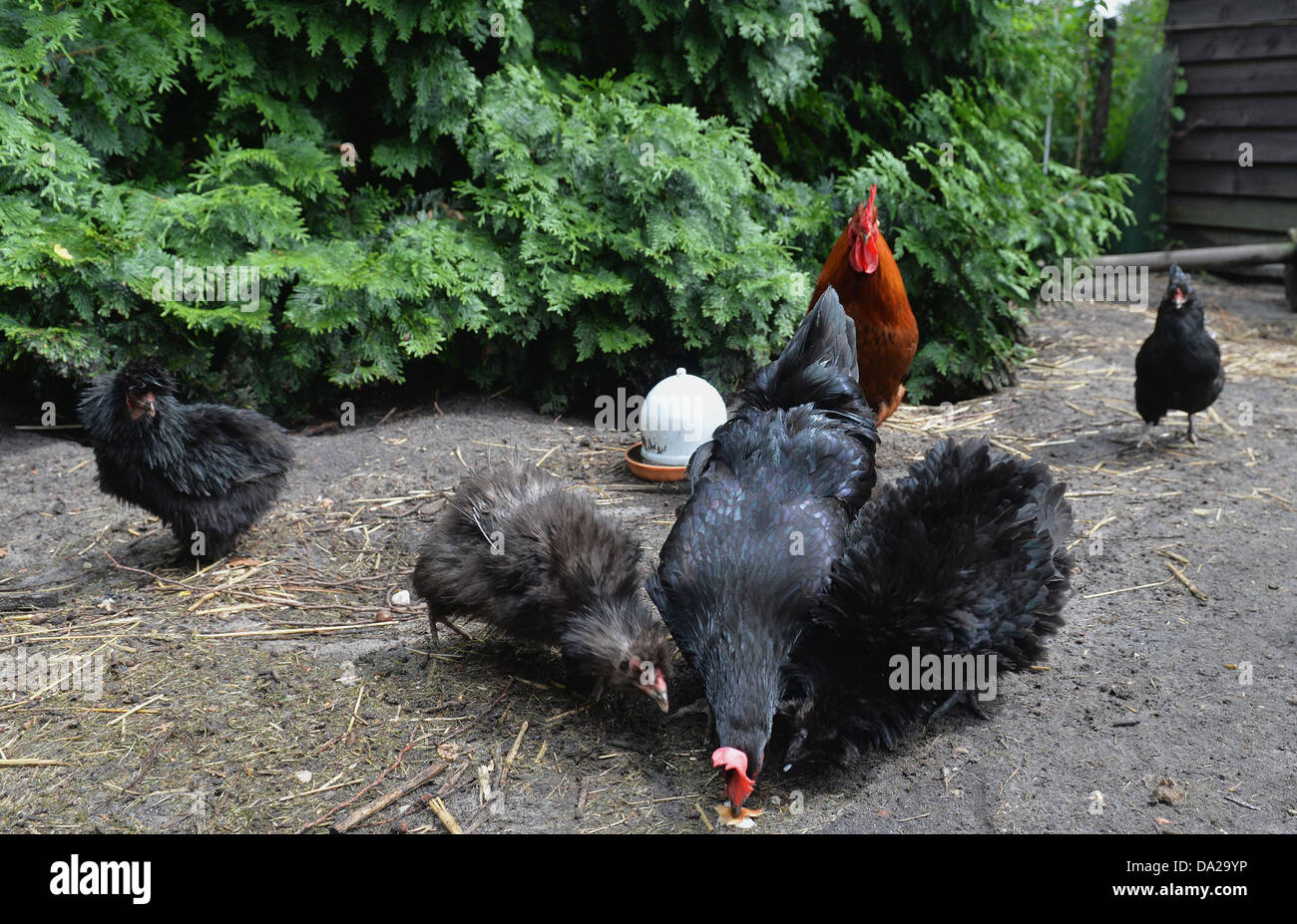 Chicken pick for food in Maren Hoffmann's garden in Delmenhorst ...