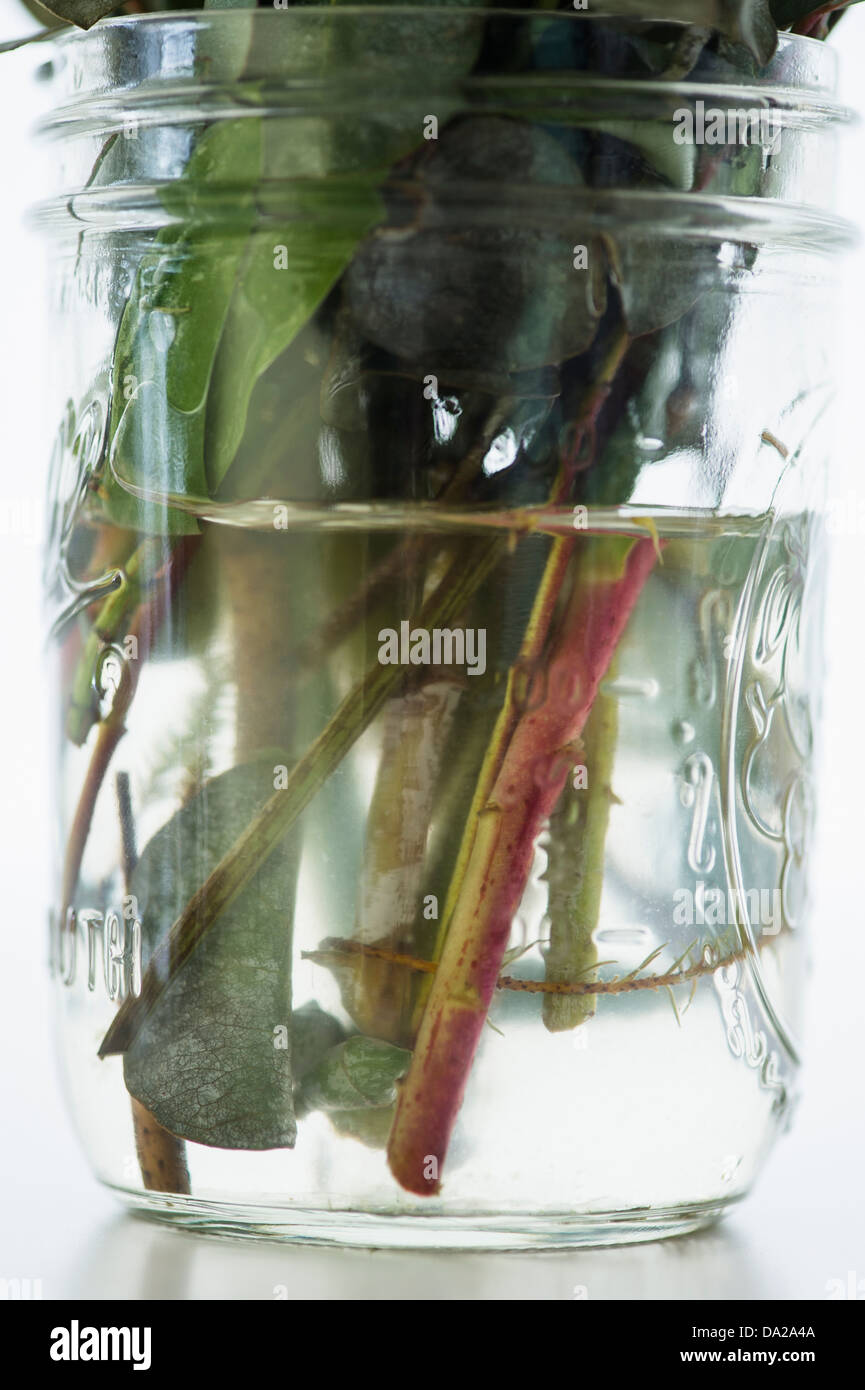Studio Shot of stems in glass jar Stock Photo - Alamy