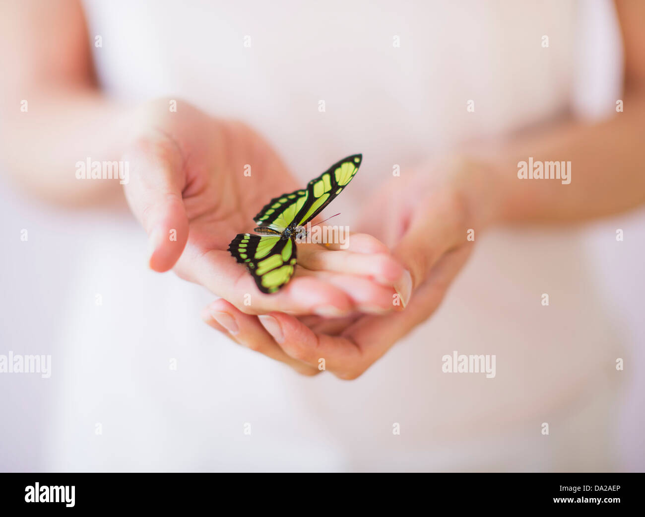 Butterfly in hands hi-res stock photography and images - Alamy