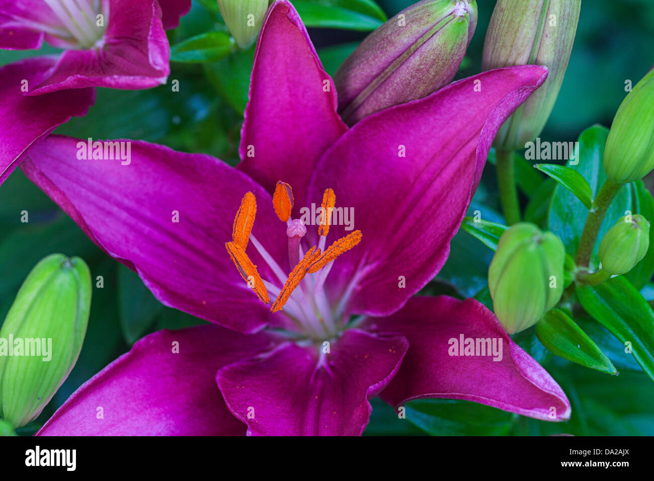 Close up of a purple lily flower Stock Photo - Alamy