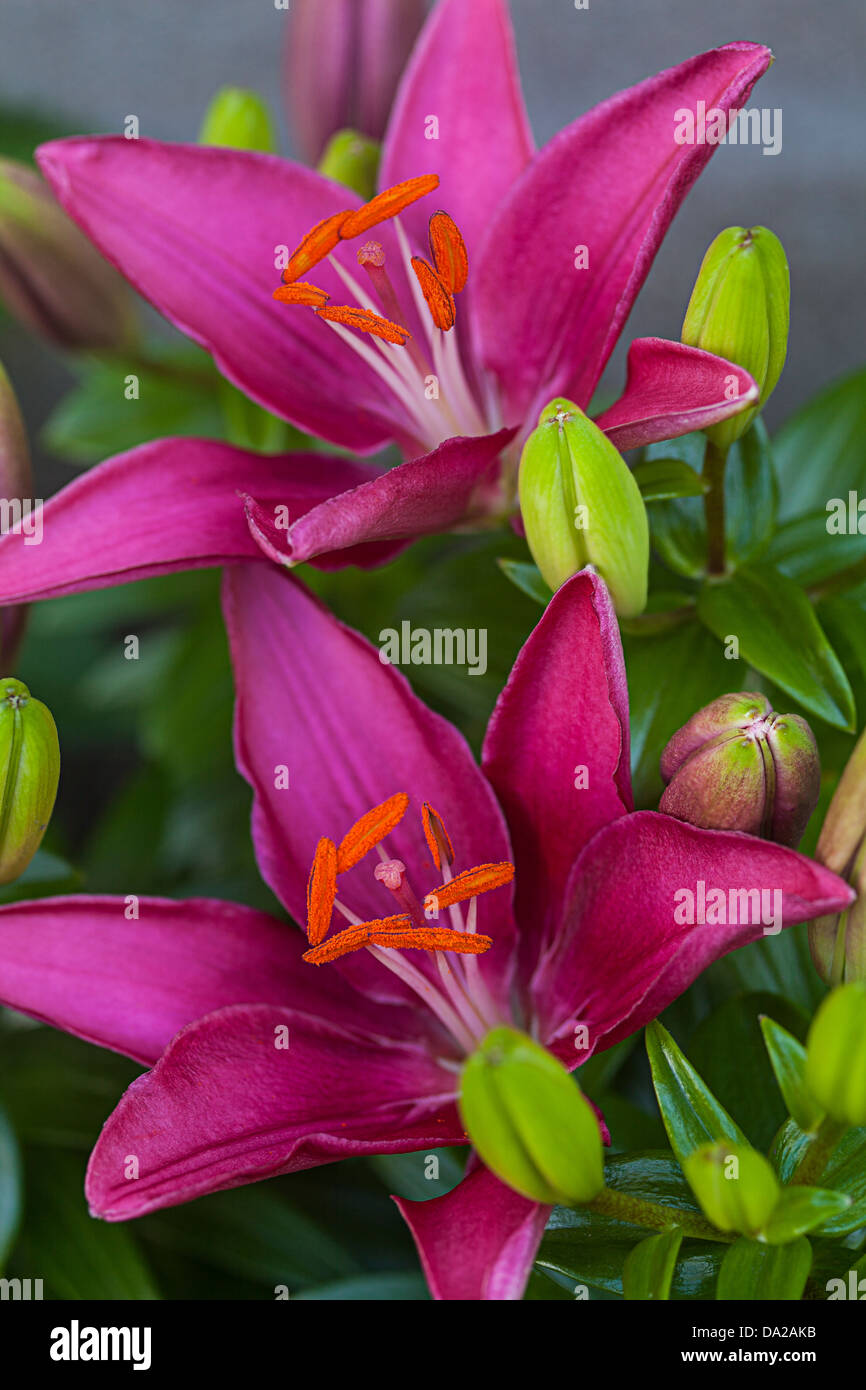 Close up of a purple lily flower Stock Photo - Alamy