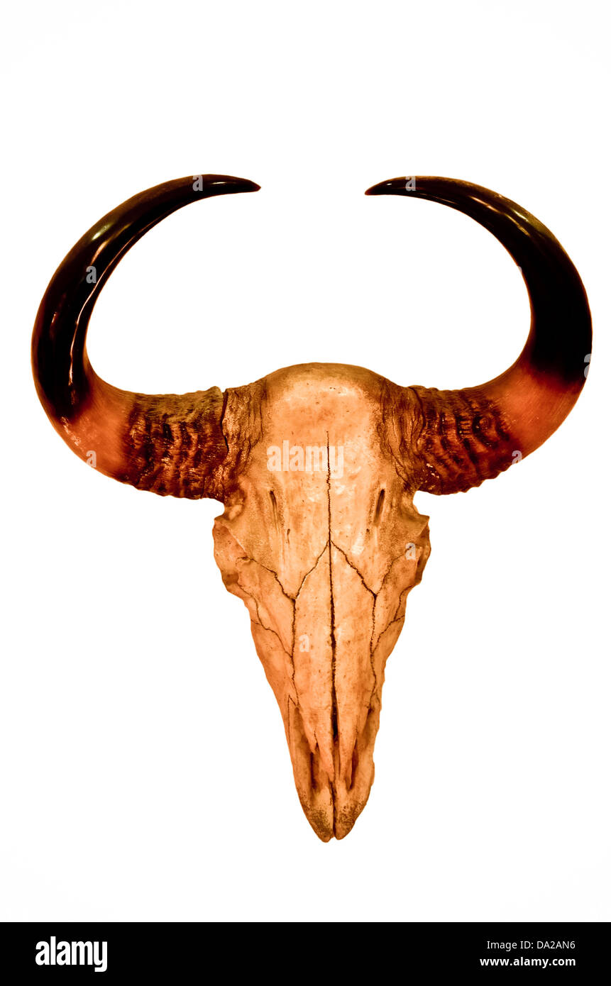 Buffalo skull isolated on white background Stock Photo - Alamy