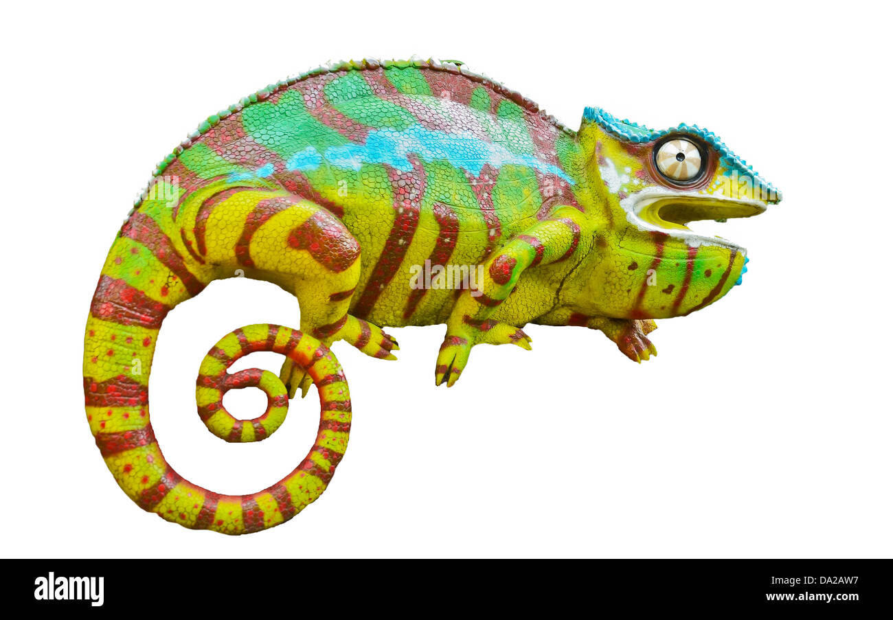 Chameleon - Furcifer Pardalis Stock Photo - Alamy