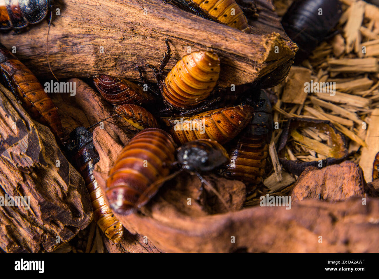 Madagascar Hissing Cockroach Eating Contest