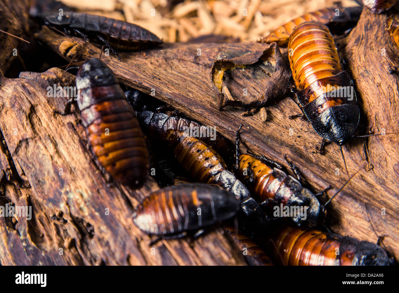 close up of large Madagascar hissing cockroaches on wood Stock Photo ...